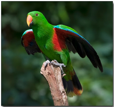 Parrots Lovers: Electus Picture Gallery